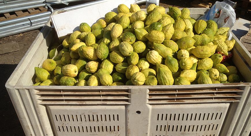 Sacred citrons mean big business for Israeli farmers - Al-Monitor ...