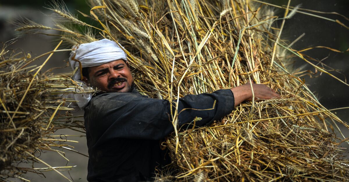 Egypt plans 'New Delta' to boost food security - AL-Monitor: The Middle ...