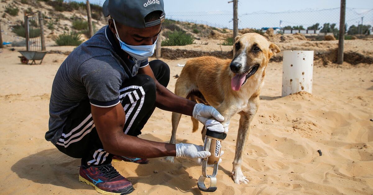 Gaza animal shelter gets stray dogs off streets - AL-Monitor: The ...