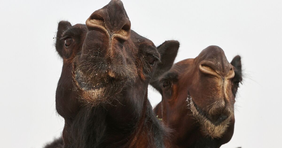 Comely camel pouts its way to record beauty prize in Qatar - AL-Monitor ...