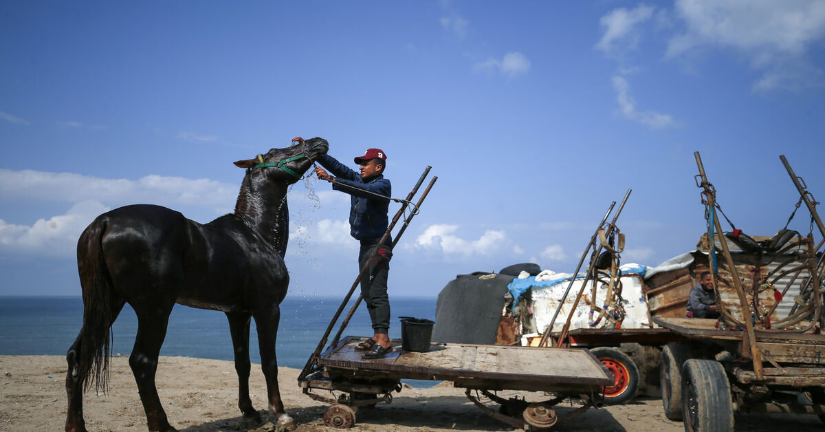 Gaza's horses still in shock from last year’s war - AL-Monitor: The ...