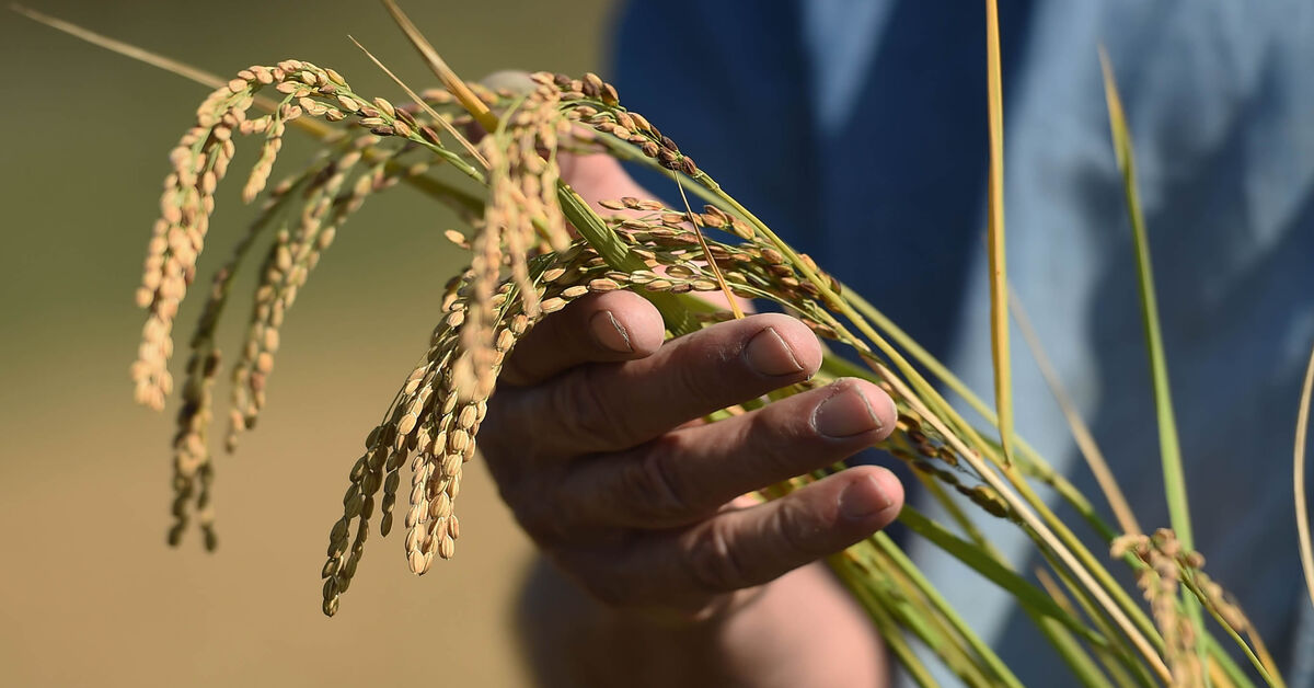 Egyptian scientist creates new rice variety that requires less water ...