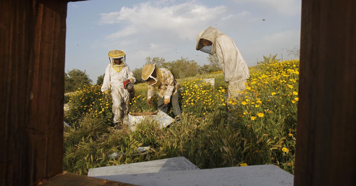 Bee populations plummet in Gaza - AL-Monitor: The Middle Eastʼs leading ...