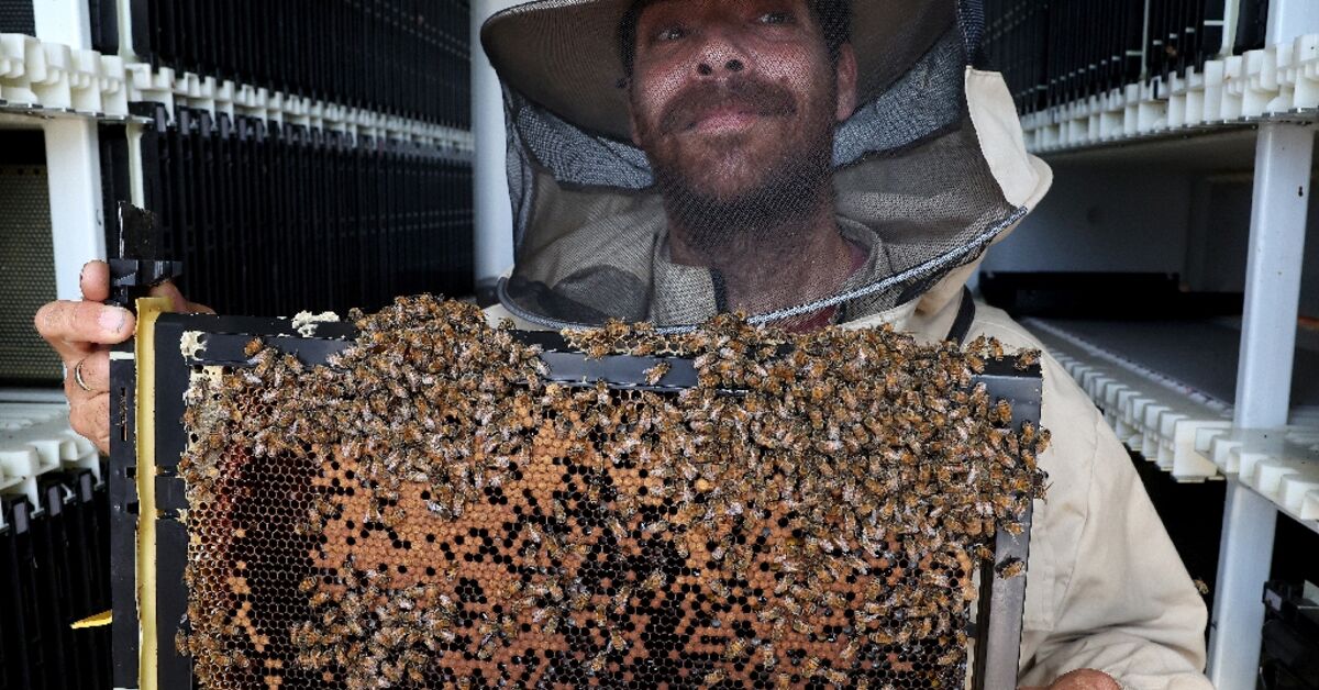 Robot hives in Israel kibbutz hope to keep bees buzzing - AL-MONITOR ...