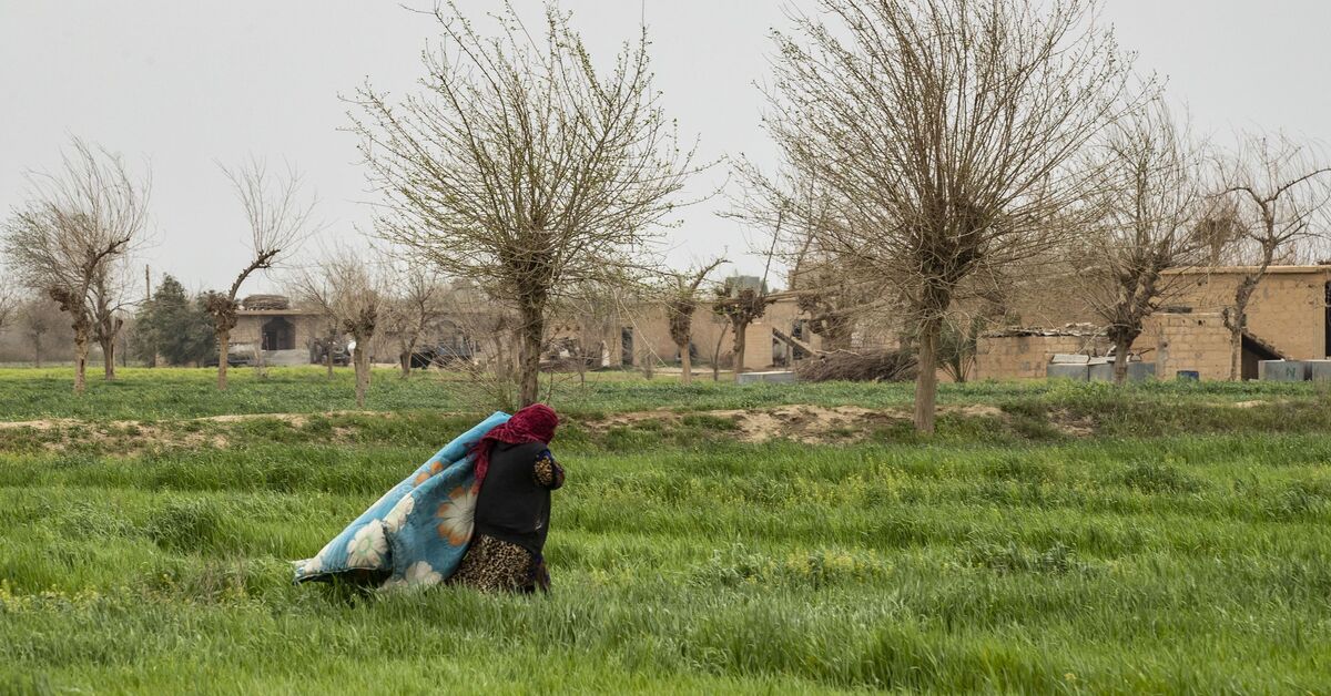 Women in north Syria collect wild plants, medicinal herbs to sell - AL ...