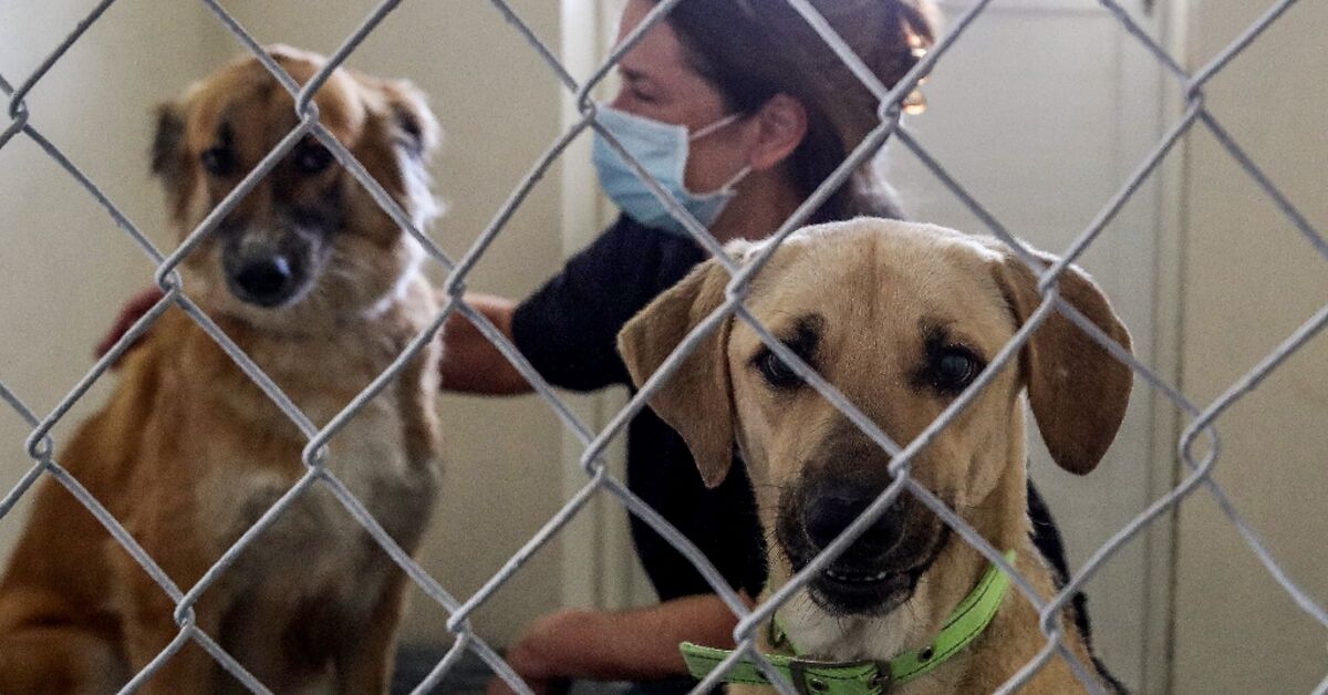 Outrage in Qatar after 29 dogs, puppies shot dead - AL-Monitor: The ...