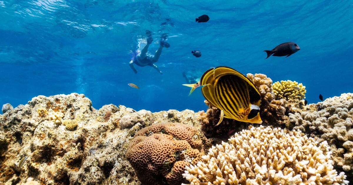 Egypt launches pilot project to restore Red Sea coral reefs - AL ...