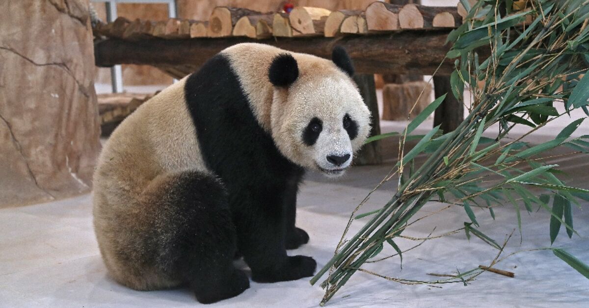 Qatar gets the Middle East's first pandas - AL-Monitor: The Middle ...