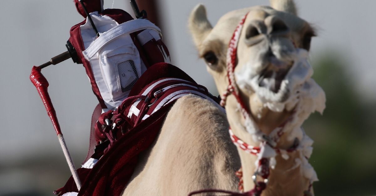 Qatar robo-jockey camel races hope to draw World Cup crowd - AL-Monitor ...