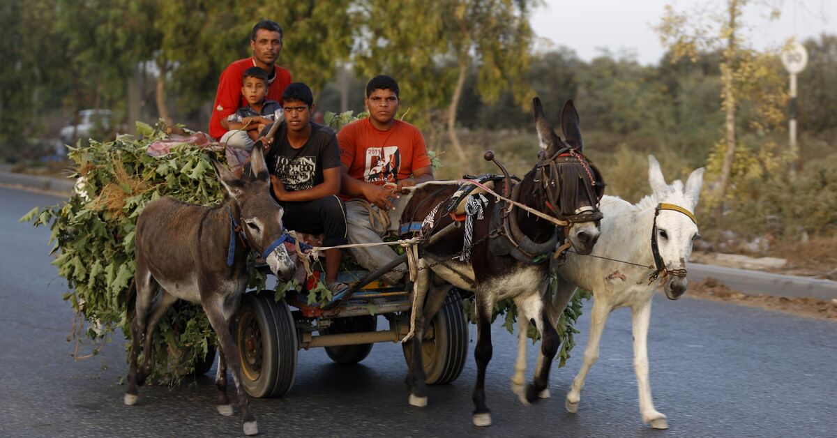 Israel bans Gaza from importing donkeys - AL-Monitor: The Middle Eastʼs ...