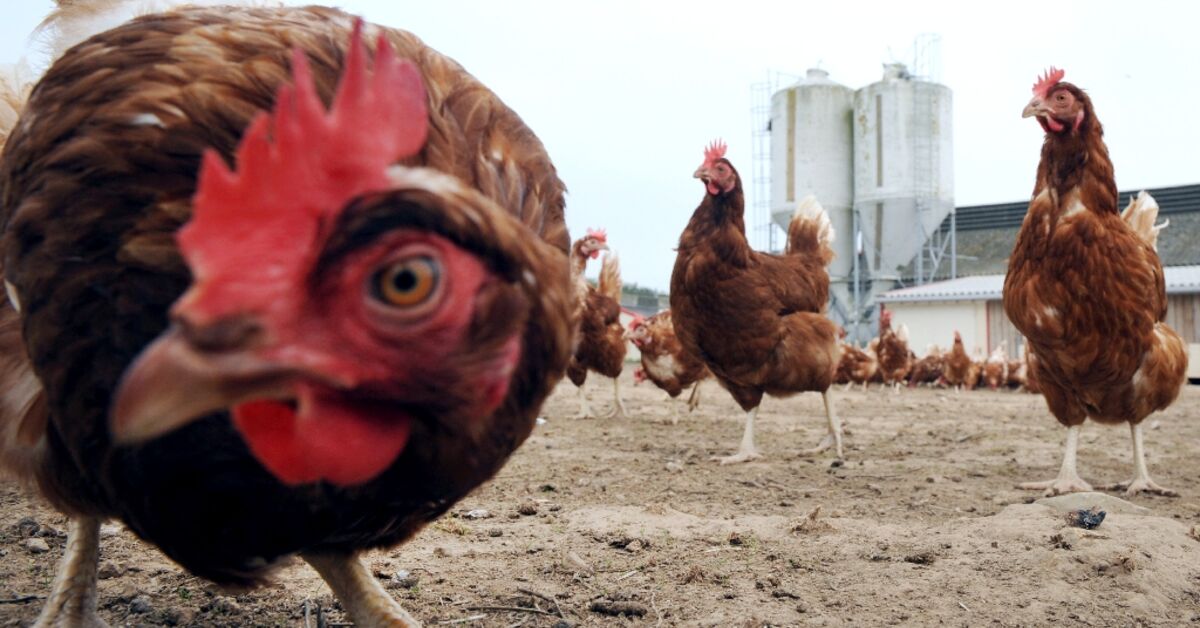 Israeli technology aims to curb male chick culling - AL-Monitor: The ...