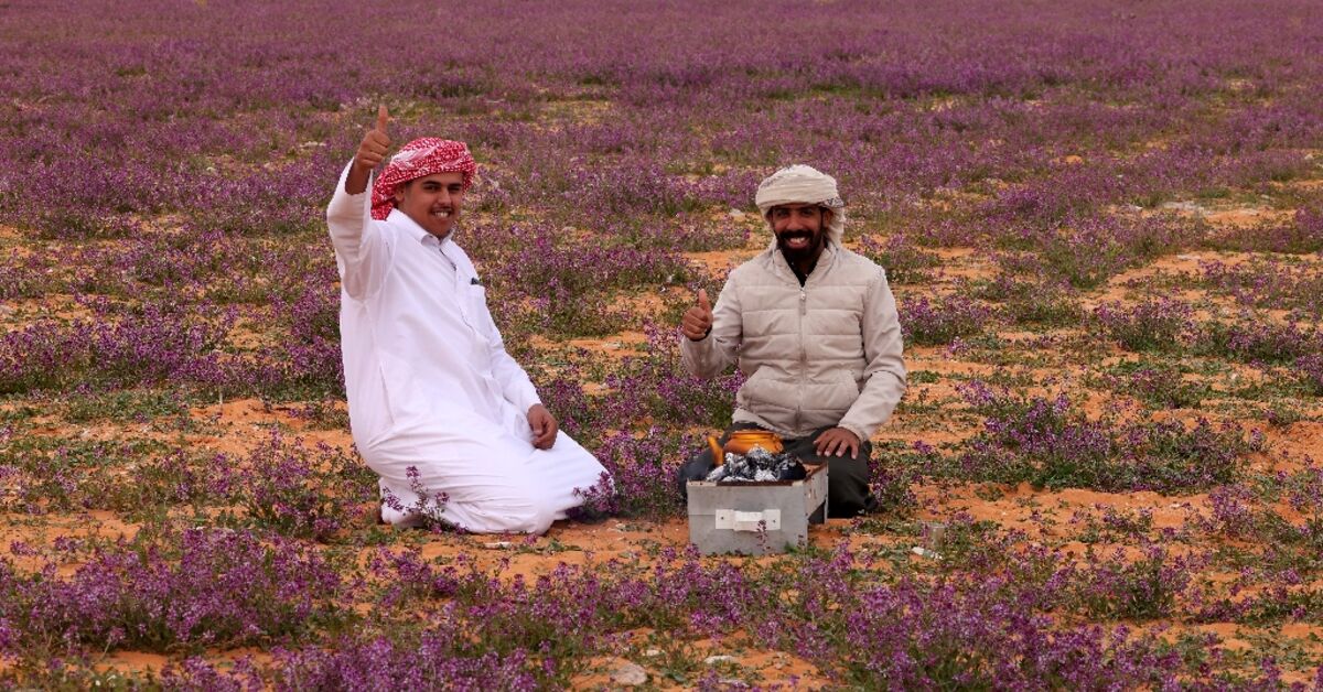 Floral bloom turns Saudi desert purple - AL-Monitor: The Middle Eastʼs ...