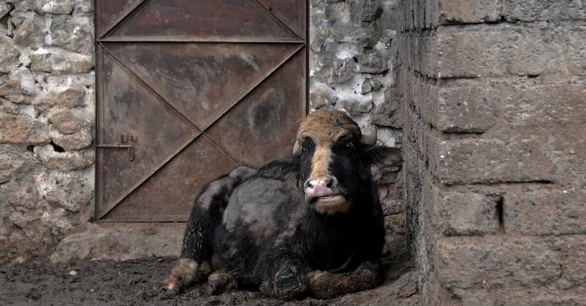 Foot-and-mouth variant hits Iraq buffaloes, threatening livelihoods ...