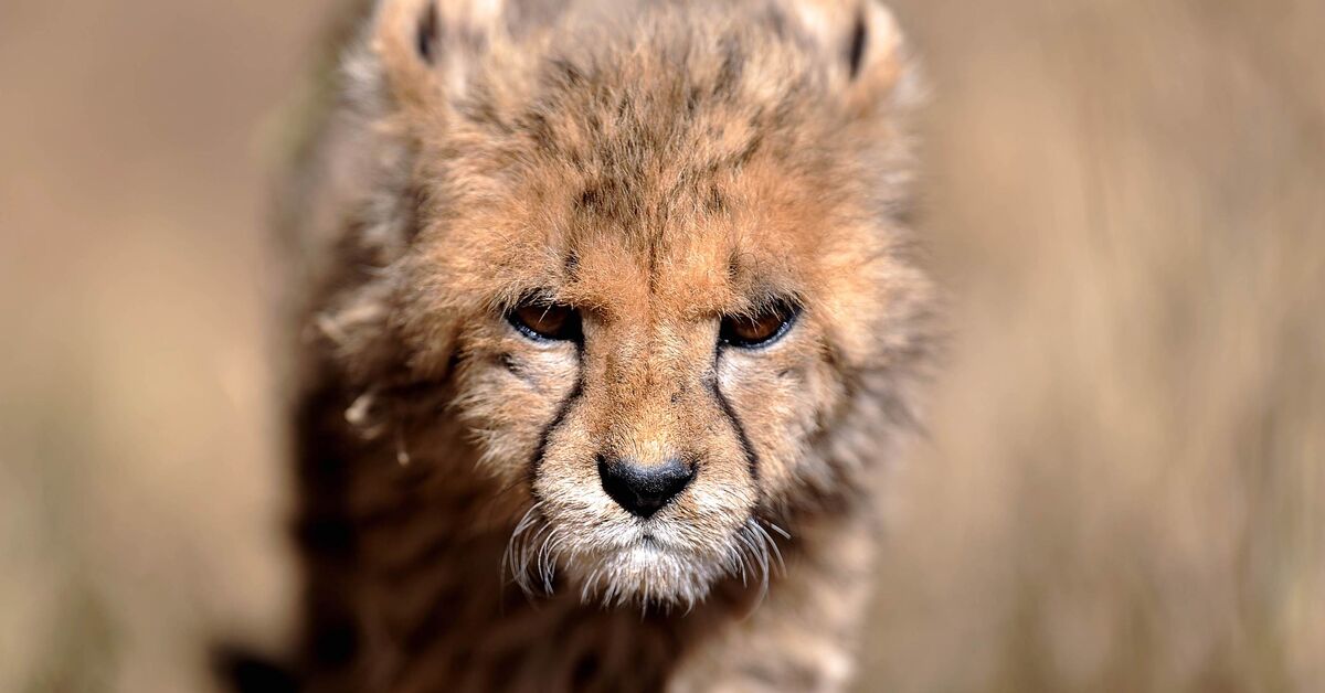 Iran mourns loss of Pirouz, critically endangered cheetah cub - AL ...