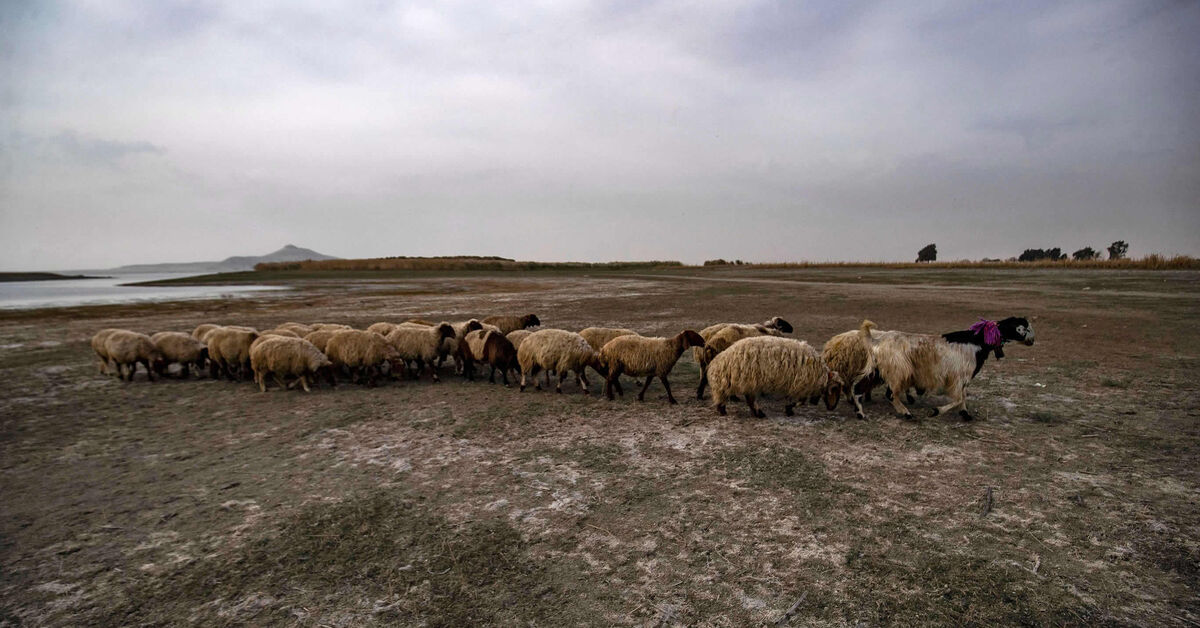 Double blow: Syria braces for historic drought after earthquake - AL ...