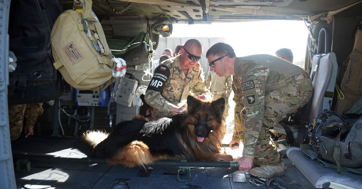 Four US troops, working dog wounded in Syria raid against Islamic State ...