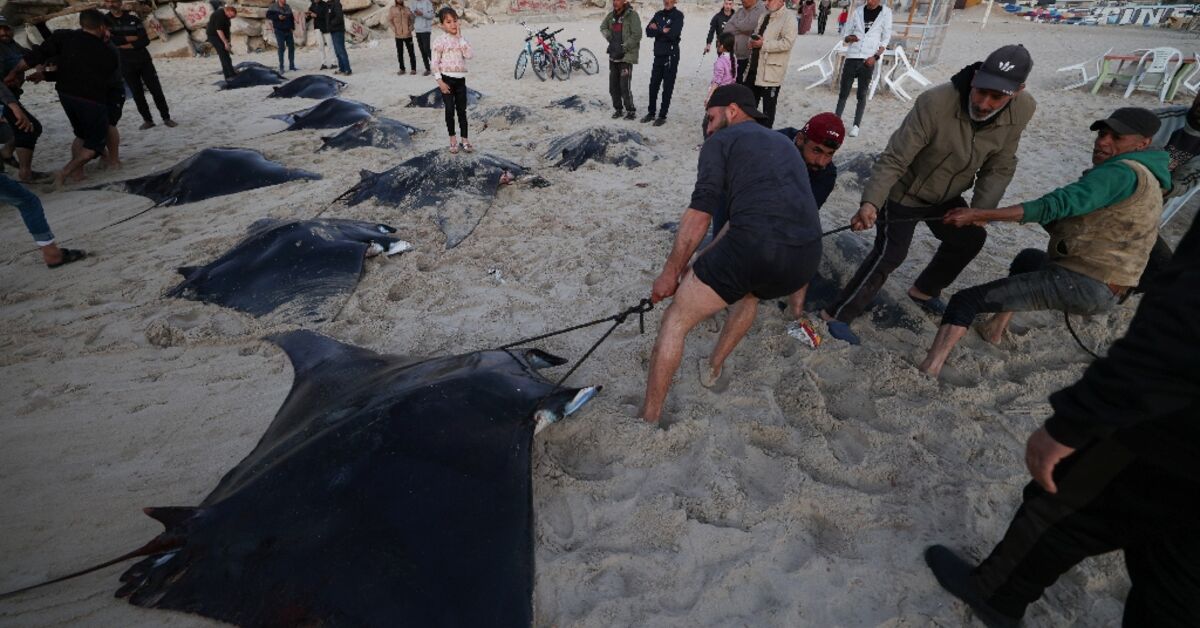 Dozens of rare manta rays caught off Gaza coast - AL-Monitor: The ...