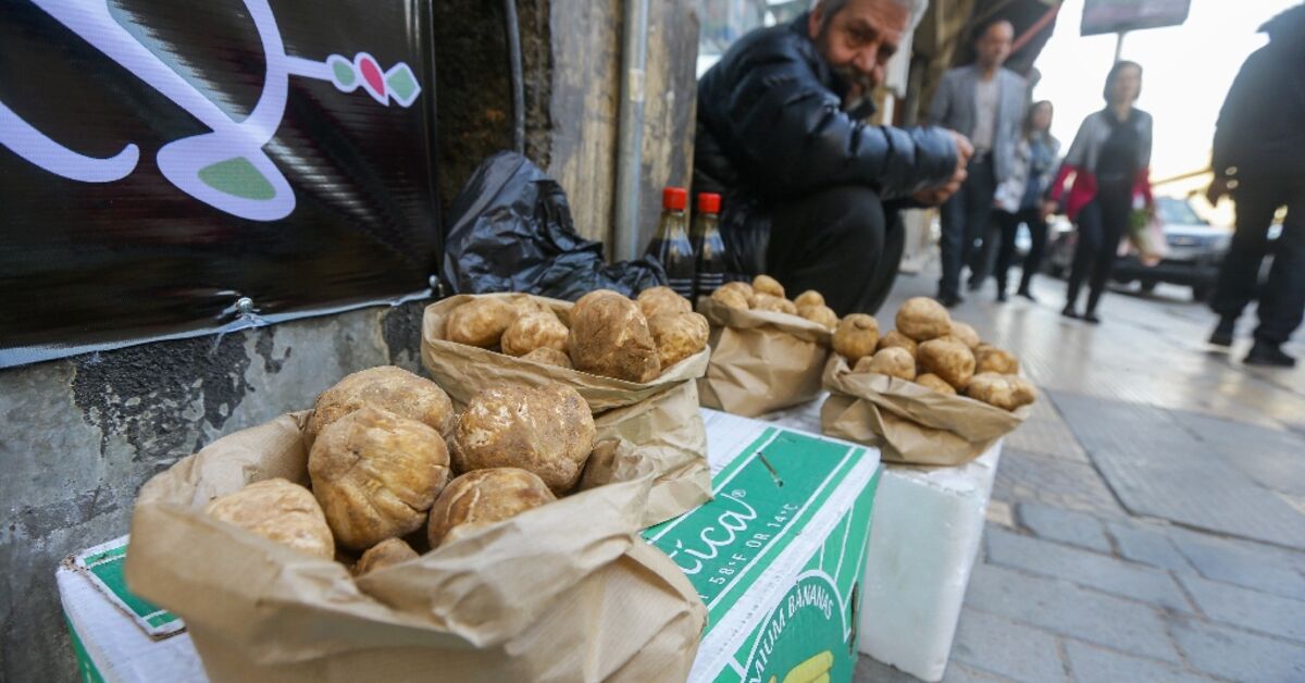 Eight truffle-hunters dead in Syria landmine blast: monitor - AL ...