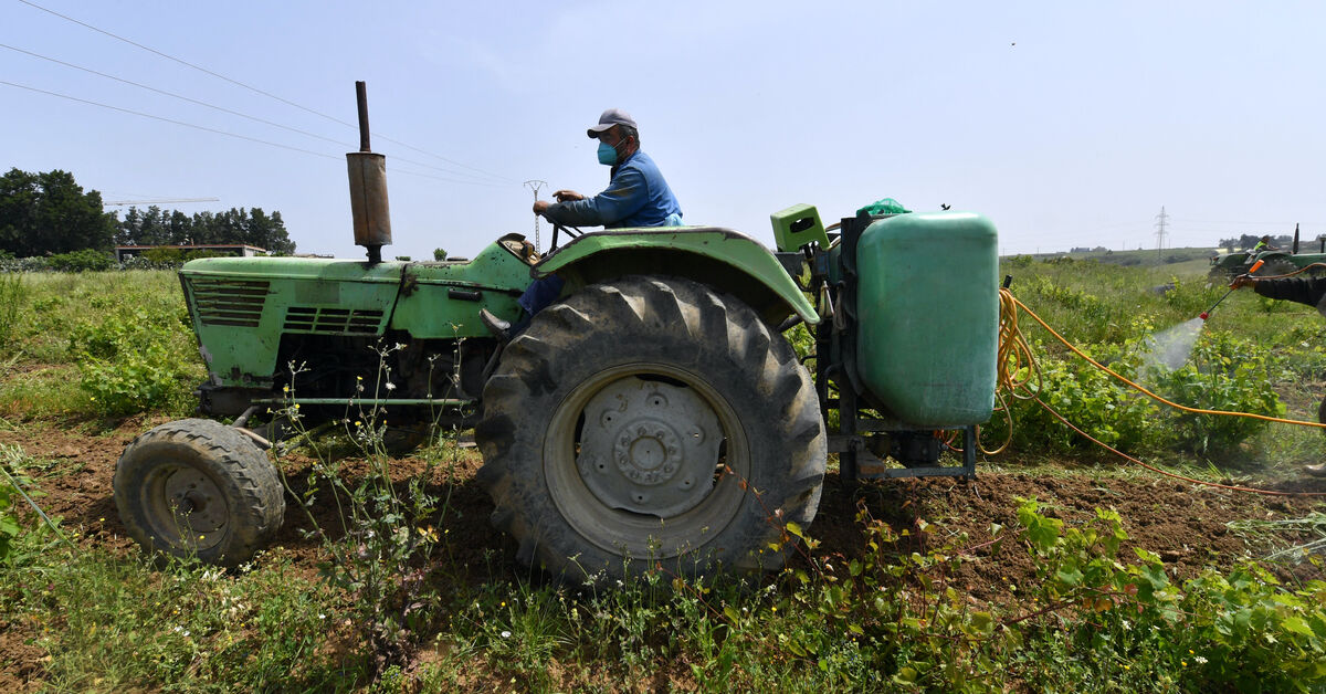 Agriculture, mining and industry offer clearest path for Algeria's ...