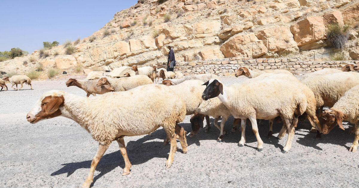 Tunisia faces water cuts amid severe drought, public frustration - AL ...