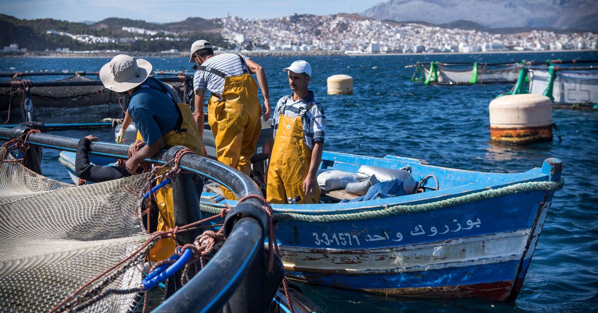 Expiration of Morocco-EU fisheries deal has implications beyond Western ...