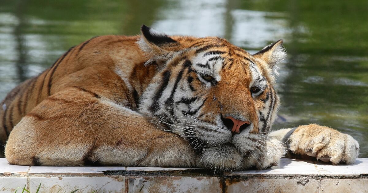Baghdad zoo animals suffer as mercury hits 50 degrees - AL-MONITOR: The ...