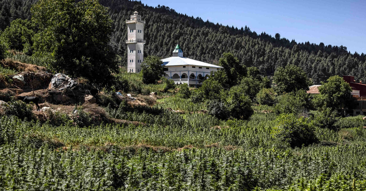 In Europe's cannabis market, Morocco faces stiff competition from ...