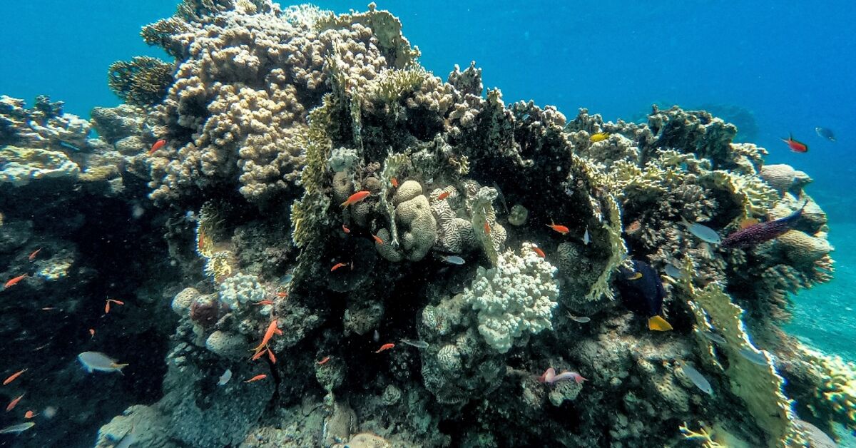 Red Sea corals threatened by mystery sea urchin deaths - AL-MONITOR ...