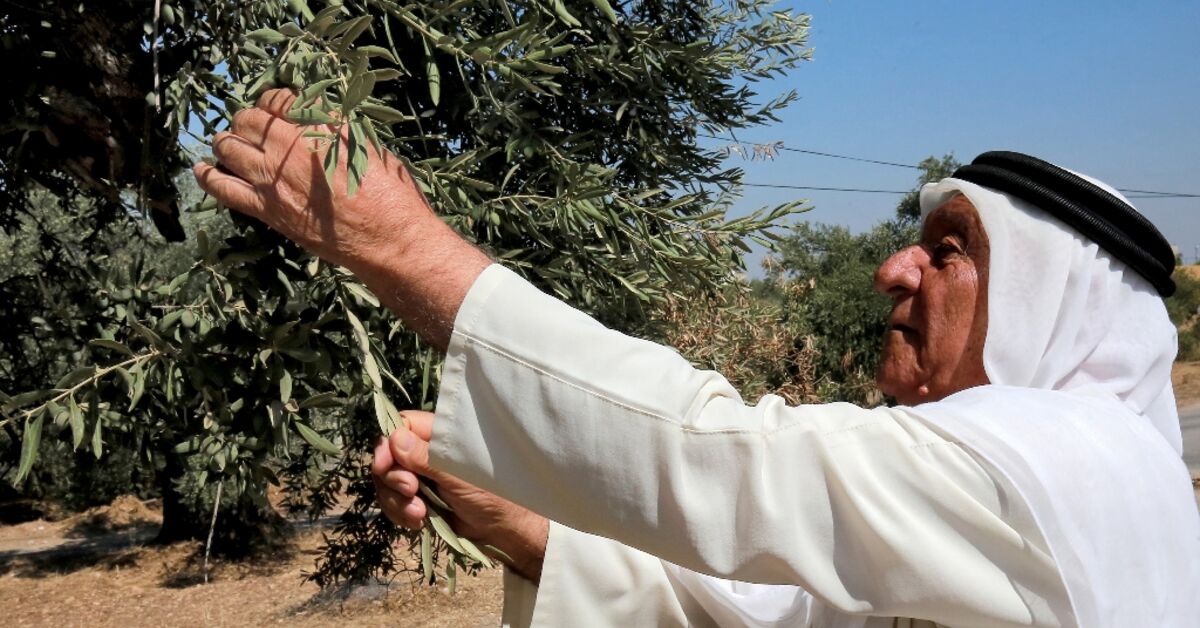 Jordan's mission to save its ancient olive trees - AL-Monitor: The ...