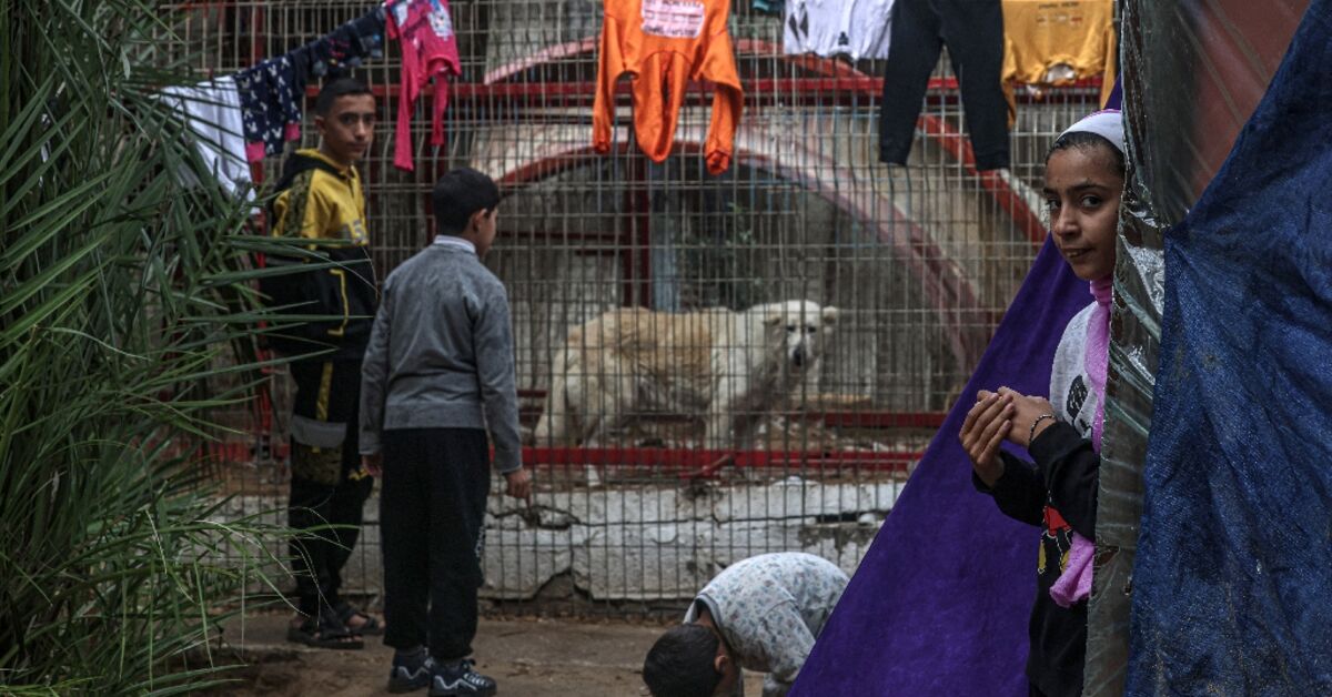 Animals go hungry at war-torn Gaza zoo - AL-MONITOR: The Middle Eastʼs ...
