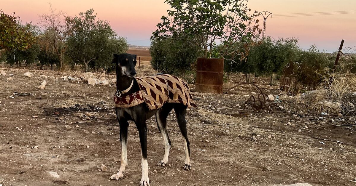 Syrian Kurdish village breeds ancient Saluki dogs amid ravages of war ...