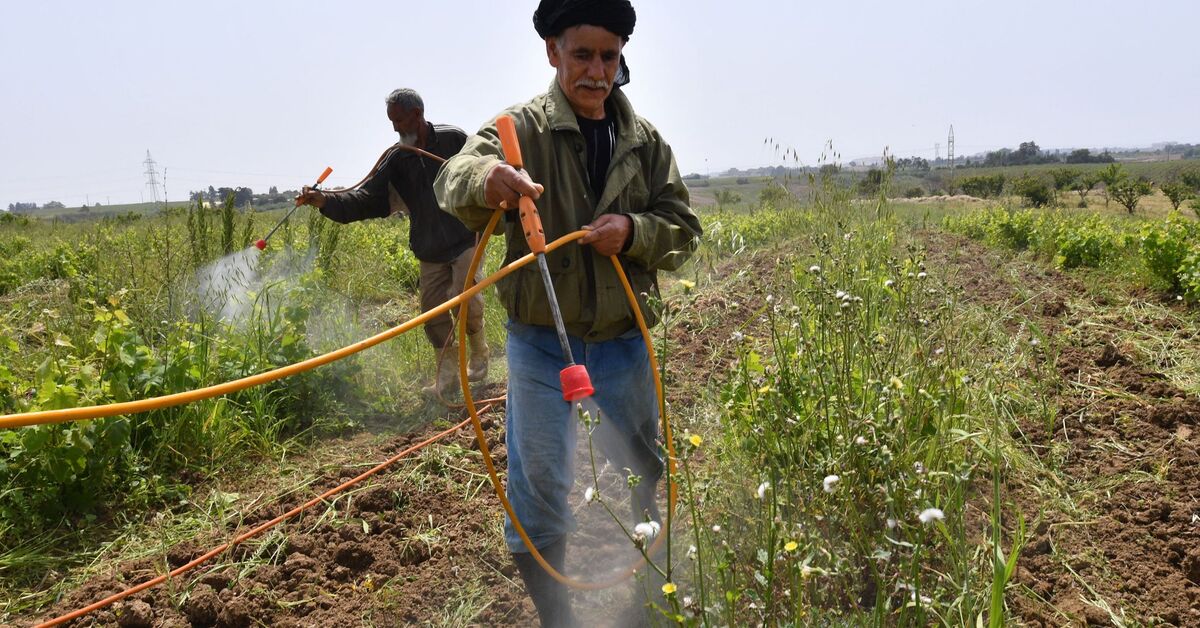 Algeria to miss its 2024 food import reduction target amid worsening ...