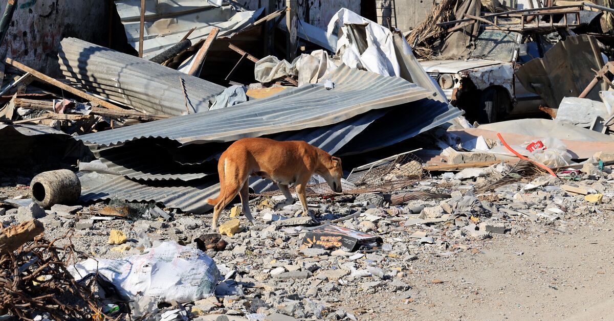 Gaza's animals not spared from war, suffer starvation, trauma and ...