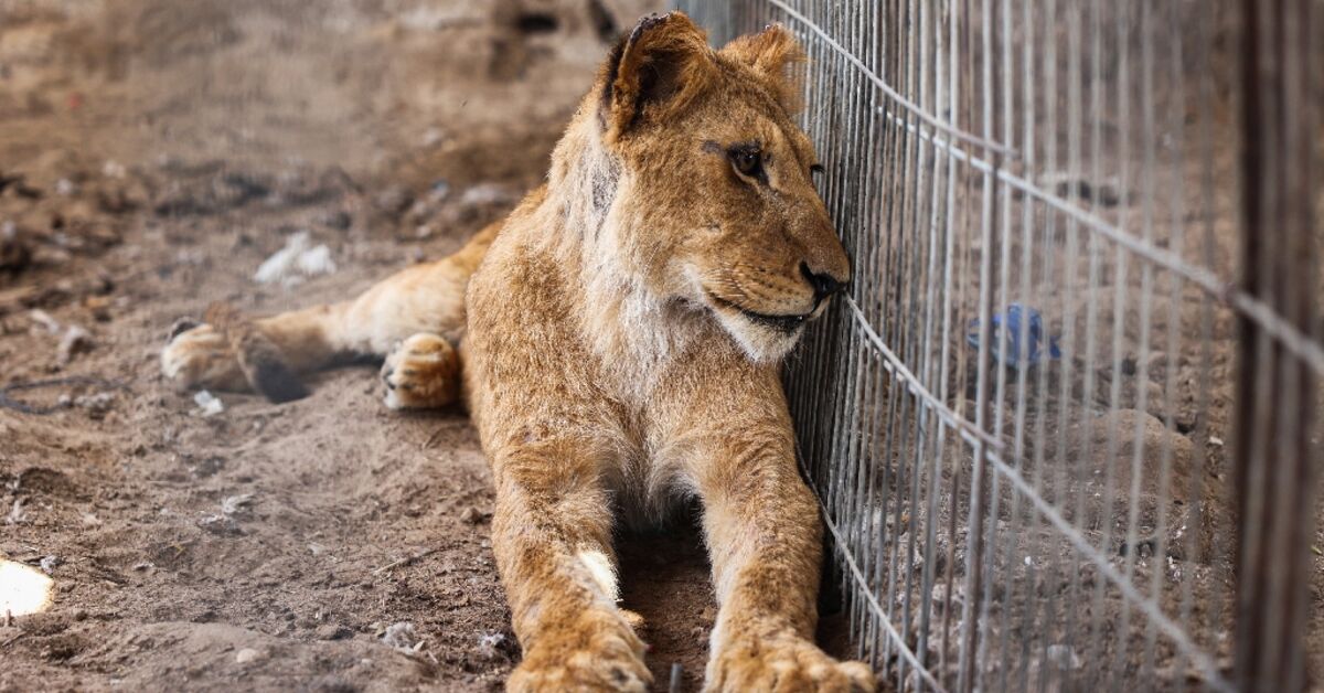 Gaza zookeeper fears for his animals after fleeing Rafah - AL-Monitor ...