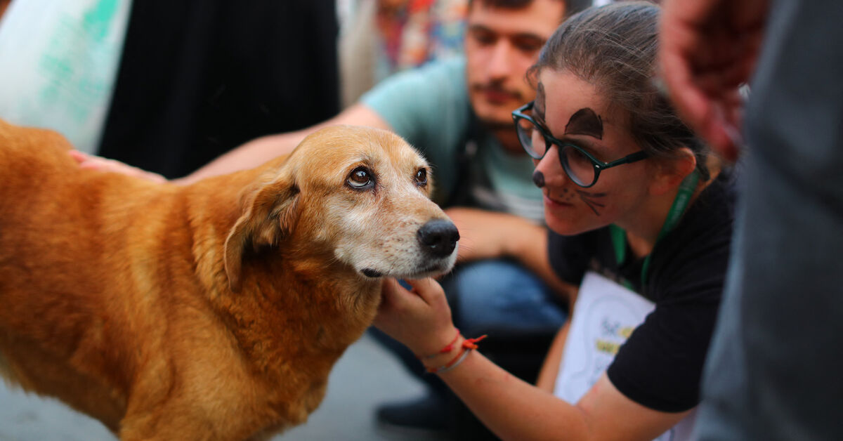 Turkey’s stray dogs killed in droves after passage of Erdogan-backed ...
