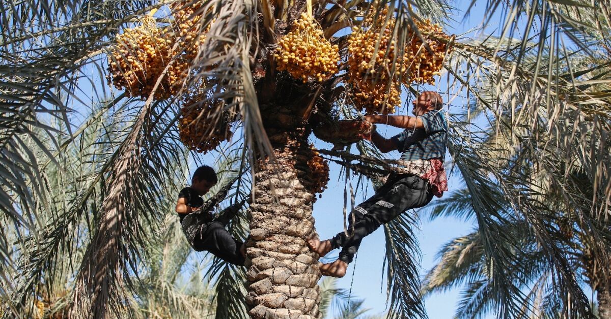 Iraqi date farmers fight drought to protect national treasure - AL ...
