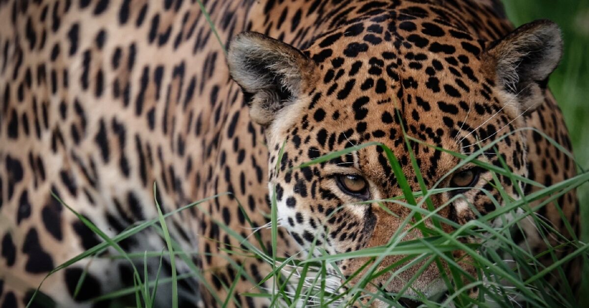 Wildlife populations plunge 73% since 1970: WWF - AL-MONITOR: The ...