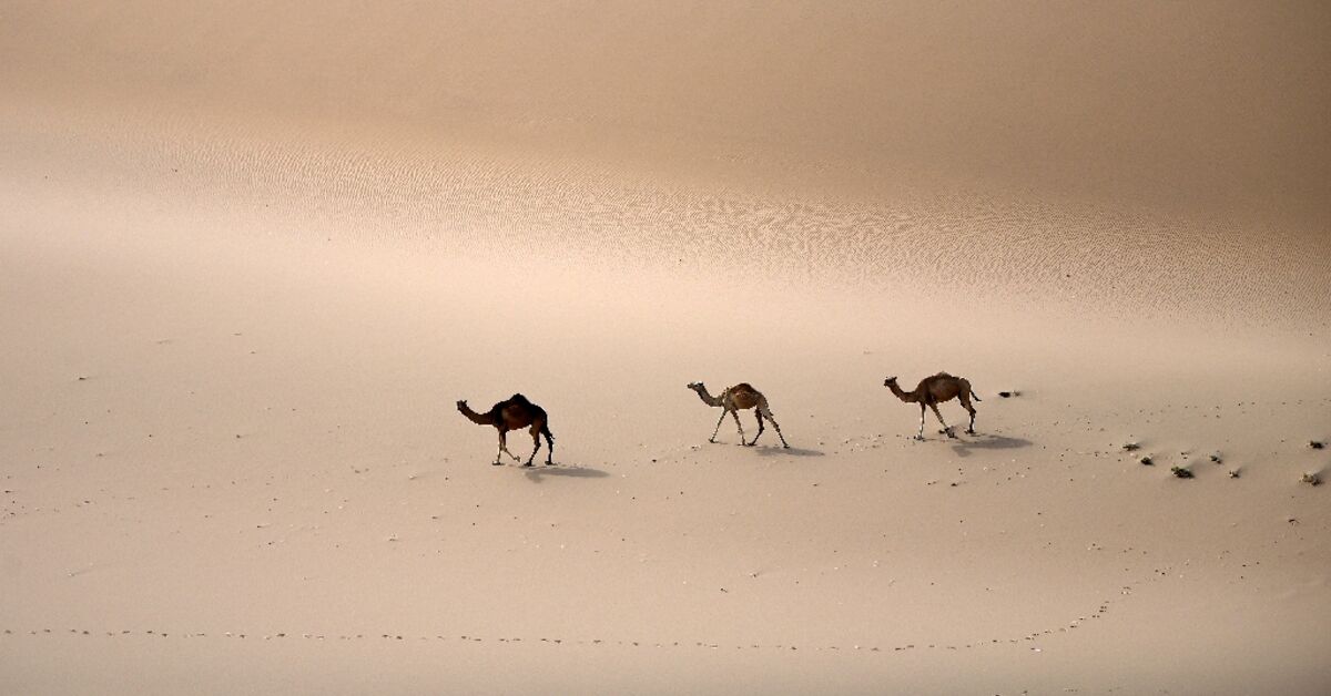 Desertification talks open in Saudi Arabia as experts fire warning - AL ...