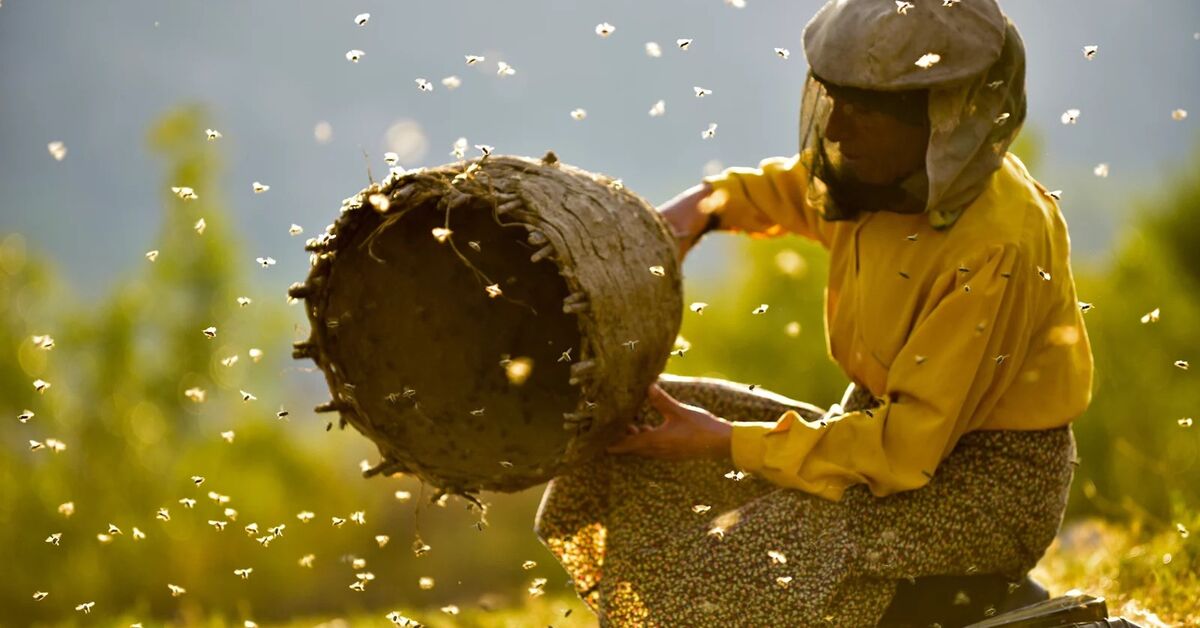 AL-Monitor Istanbul: Bees and artists share the stage at Offgrid Art ...