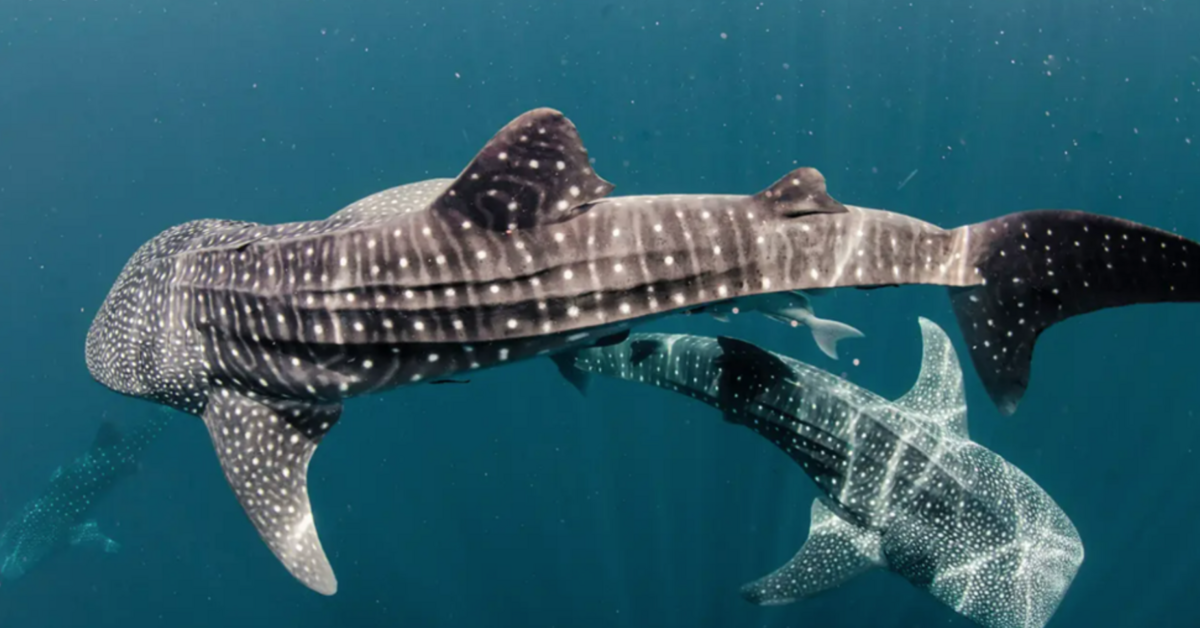Qatar's Whale Shark Season is back - AL-MONITOR: The Middle Eastʼs ...