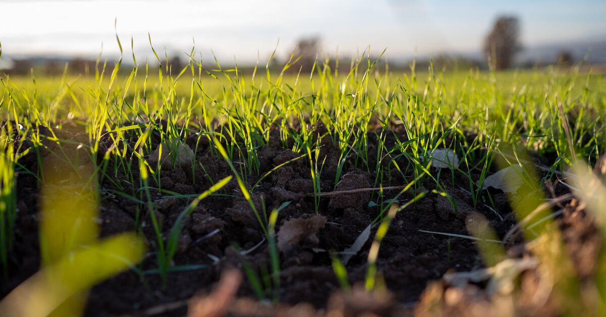 Iran war hits fertilizer supplies as Fitch warns prices could rise some ...