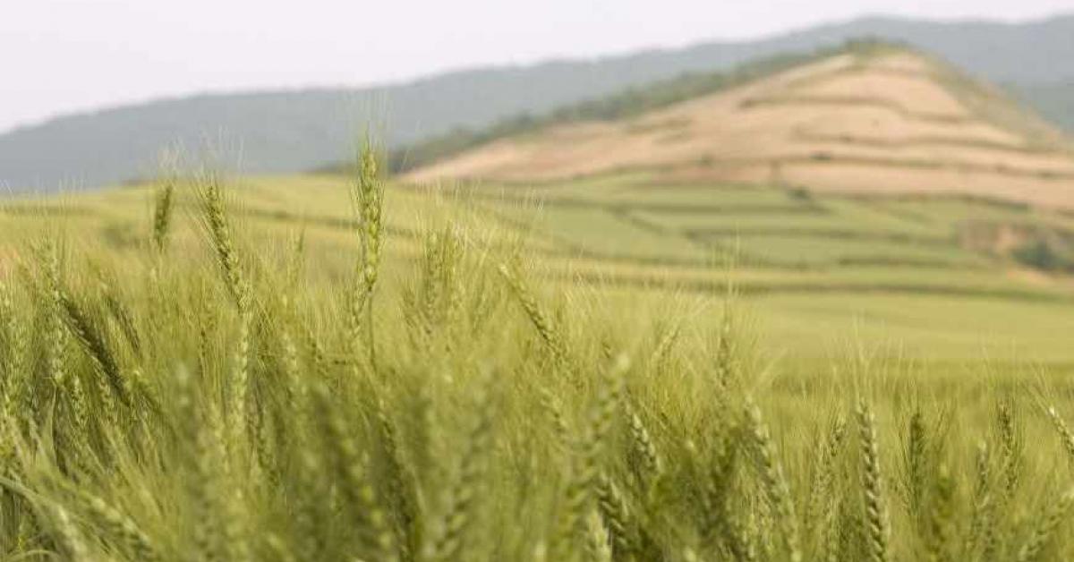 Iran’s Need for Agricultural Reform - Al-Monitor: The Middle Eastʼs ...
