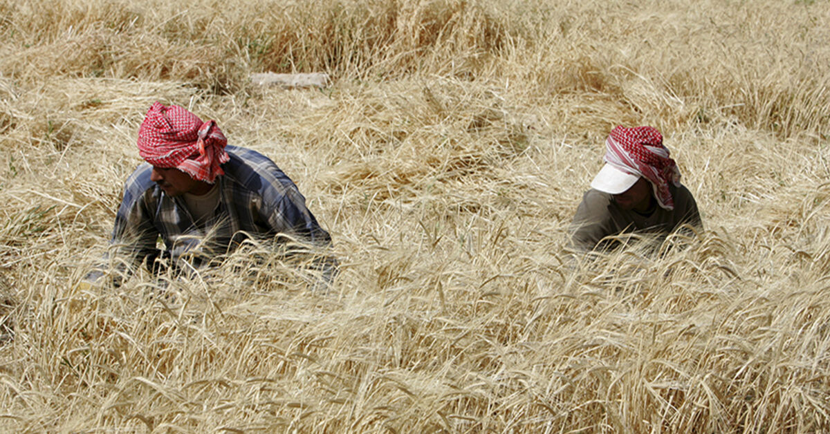 Wheat subsidies in Jordan may be too little too late - AL-Monitor: The ...