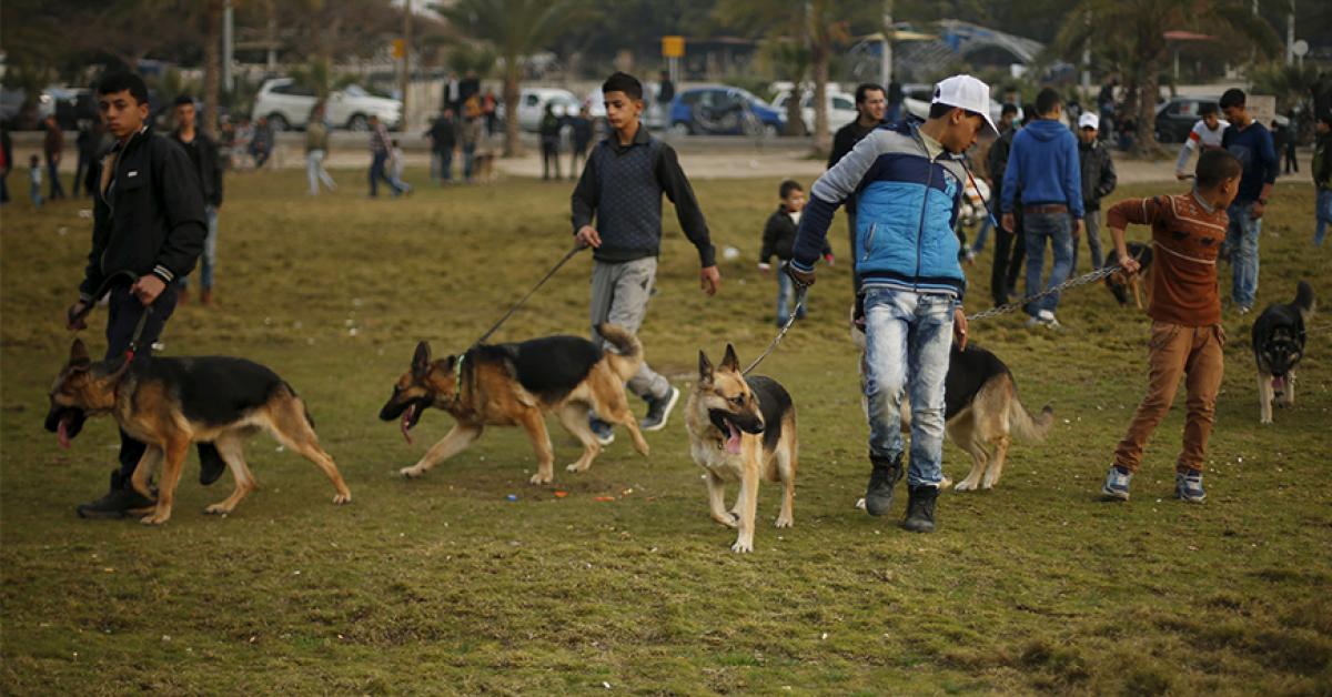 Gazans organize first-ever dog show - AL-Monitor: The Middle Eastʼs ...