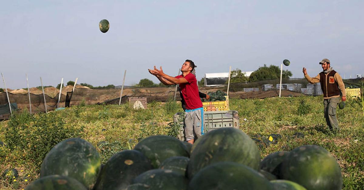 Why Israeli watermelons are making headlines in Gaza - AL-Monitor: The ...