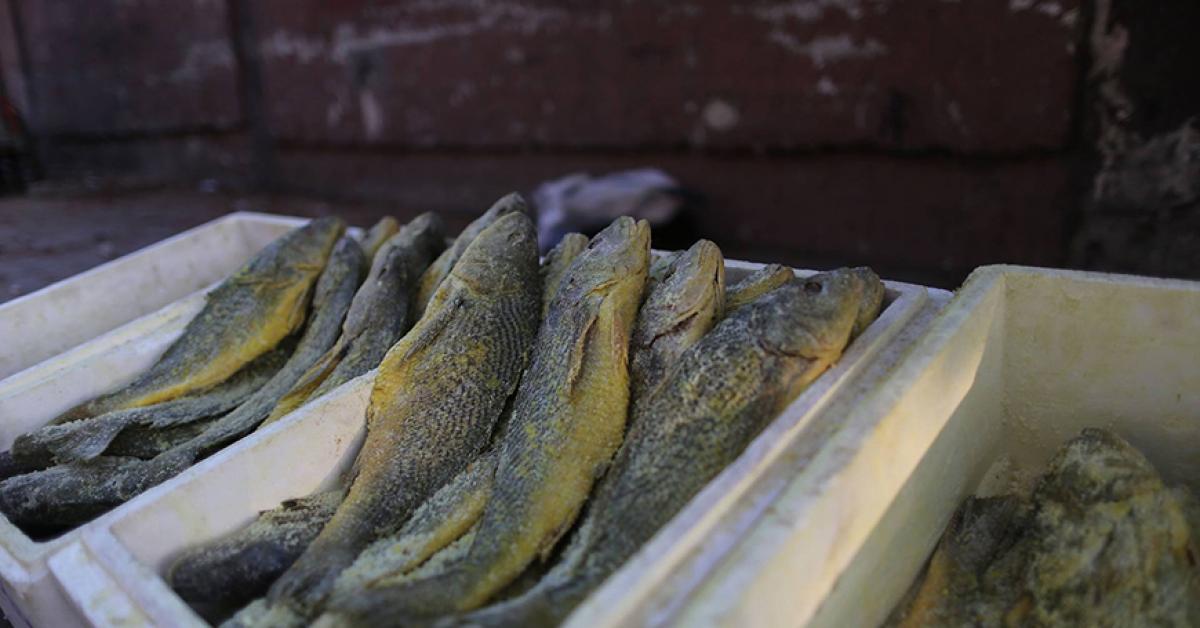 How rotten fish became a favorite delicacy in Gaza - AL-Monitor: The ...