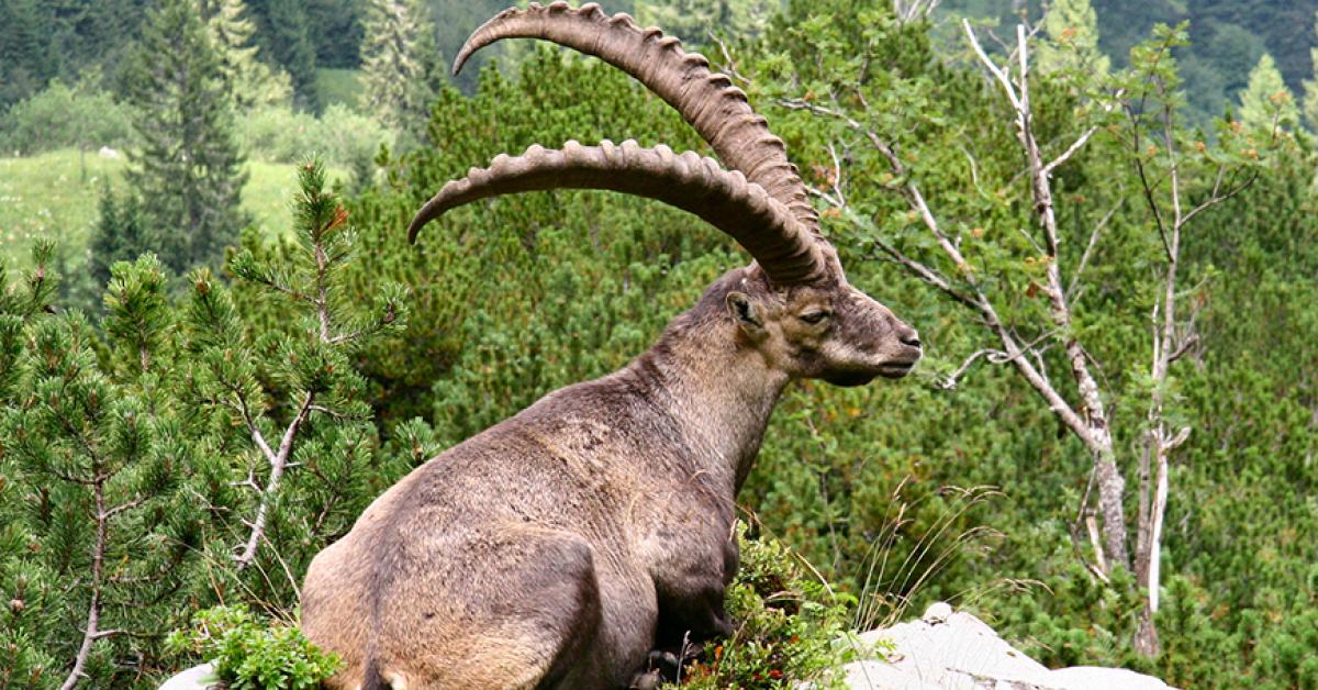 Alevi faith protects rare goats in eastern Turkey - AL-Monitor: The ...