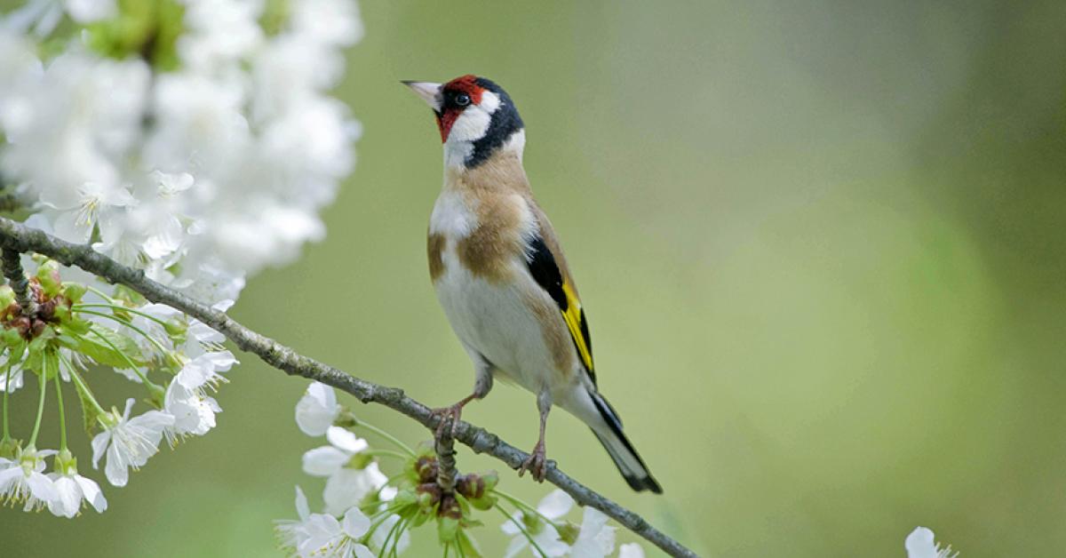 Goldfinch trainers seek to spread wings beyond Gaza - AL-Monitor: The ...
