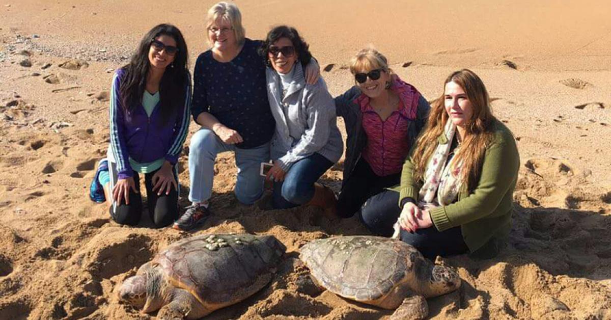 How Egypt's government plans to save sea turtles - AL-MONITOR: The ...