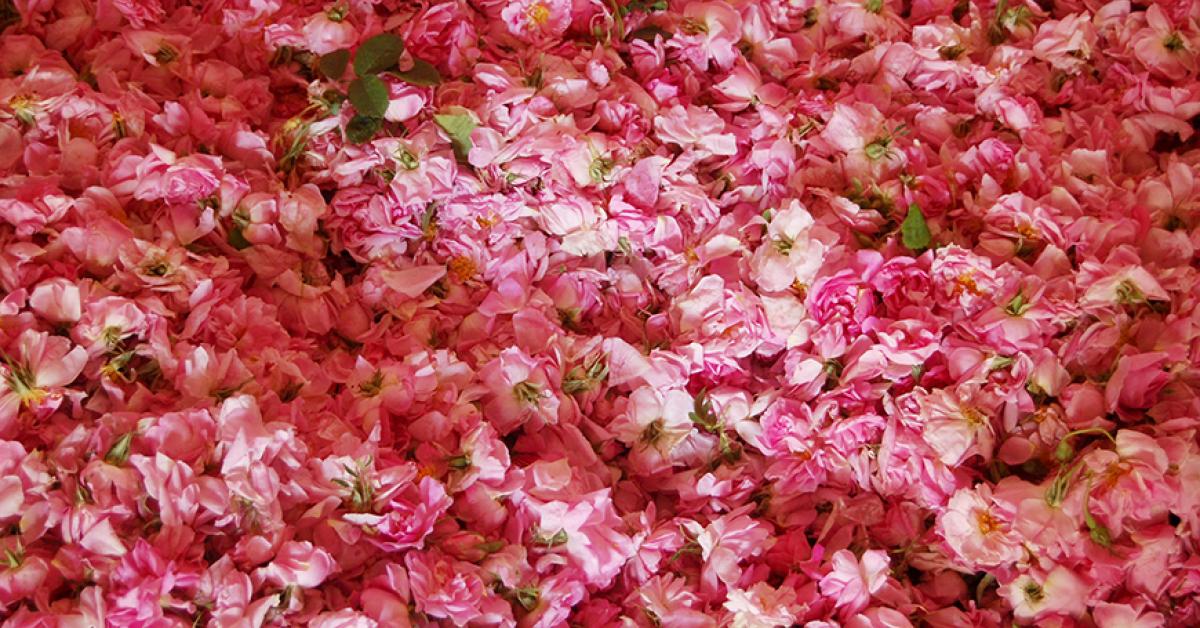 Turkish town gets ready to smell the roses - AL-Monitor: The Middle ...